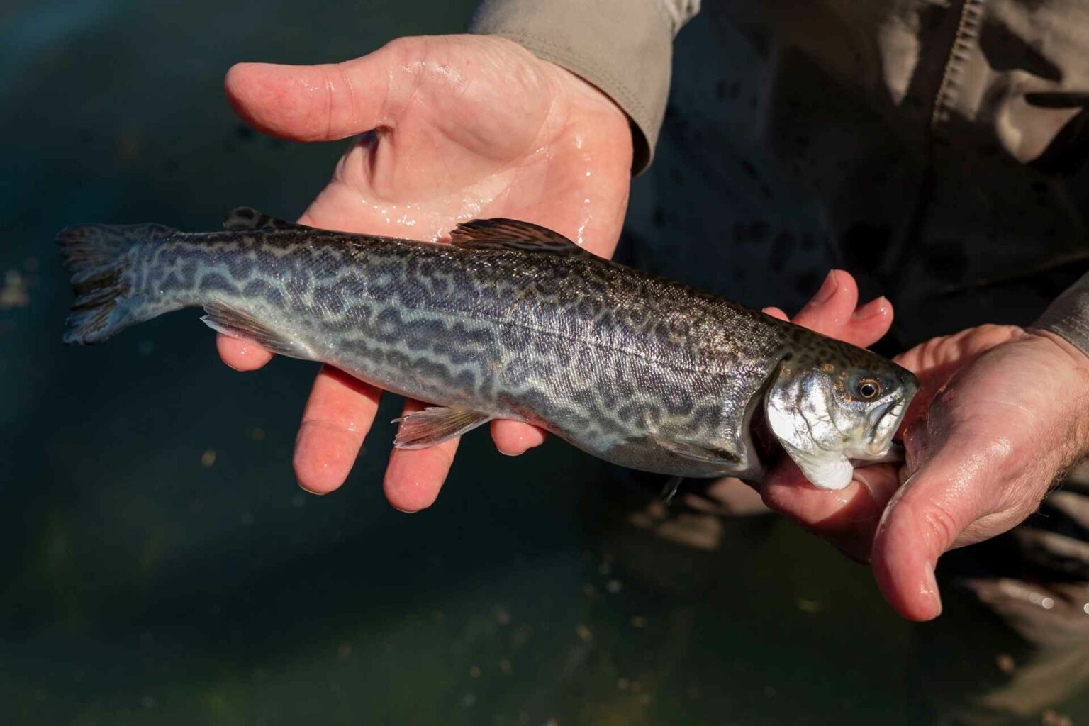 WVDNR stocking trophy tiger trout in April and May