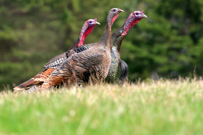 W.Va. hunters harvest 10,134 turkeys during spring 2021 season