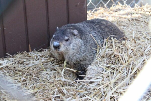 Wild W.Va.: Fun facts about groundhogs you may not have known