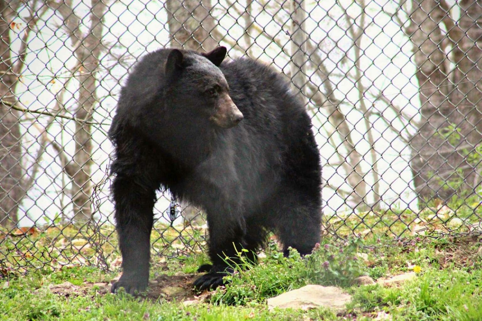 Creature Feature: Black bears at the West Virginia Wildlife Center