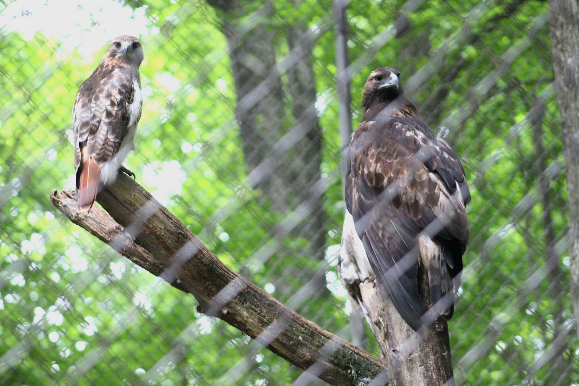 Creature Feature: Red-tailed hawks swoop in as Wildlife Center's animal ...