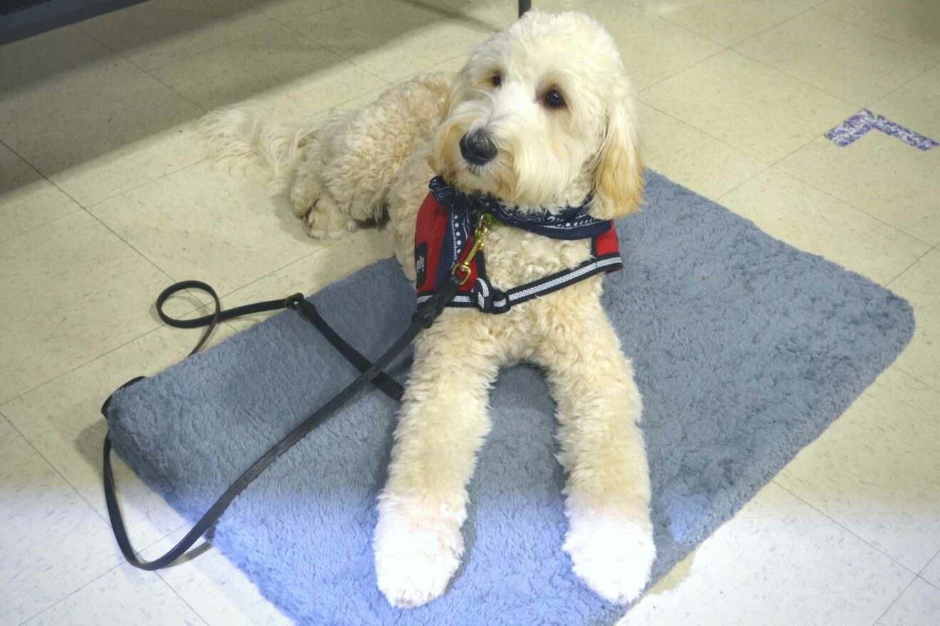 What's up, dood? Therapy dog Foster receives warm welcome at his 'fur ...