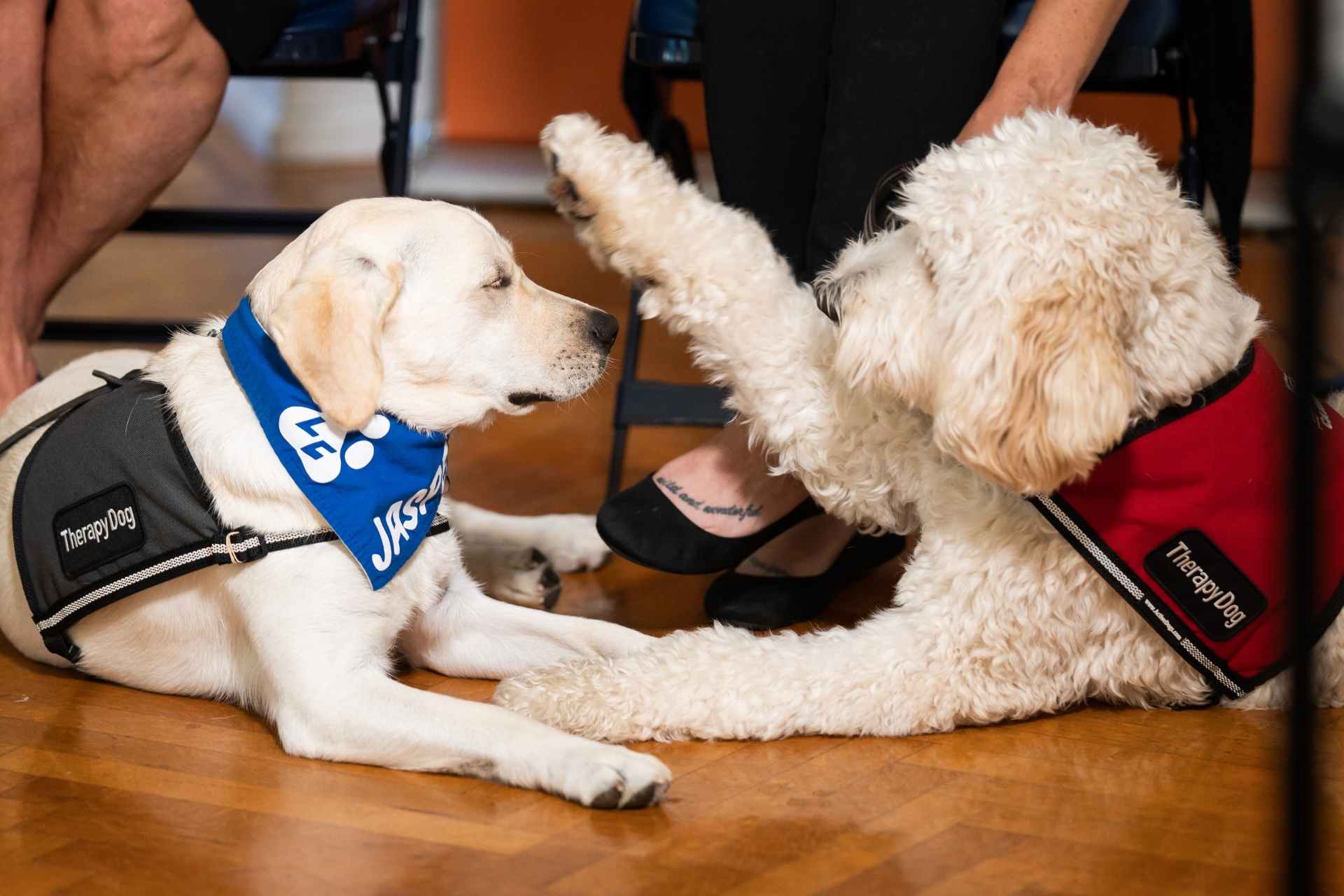 Seven more schools to receive Friends With Paws therapy dogs for fall 2022
