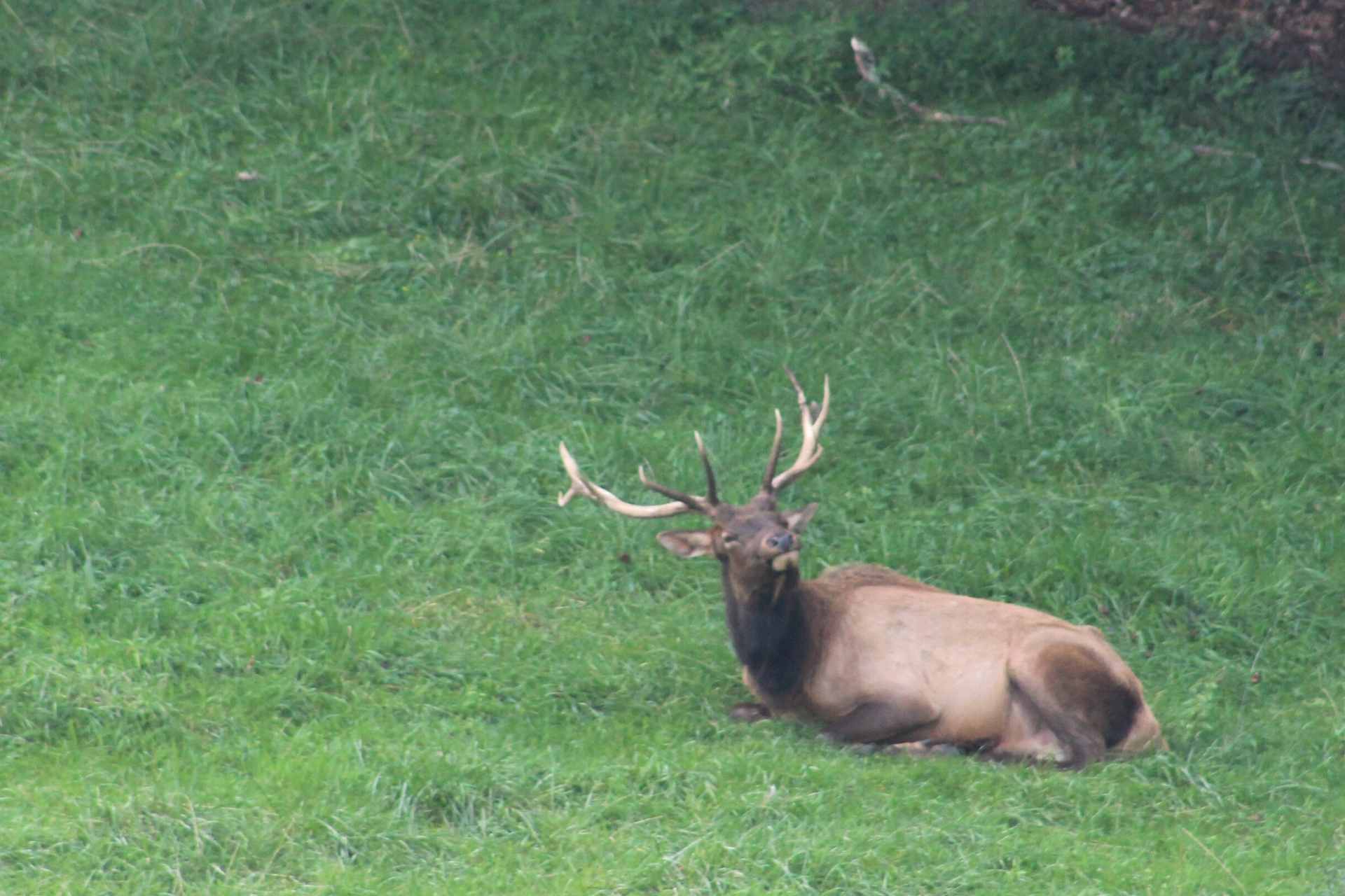 September creature feature: Did you know the DNR is reintroducing ...