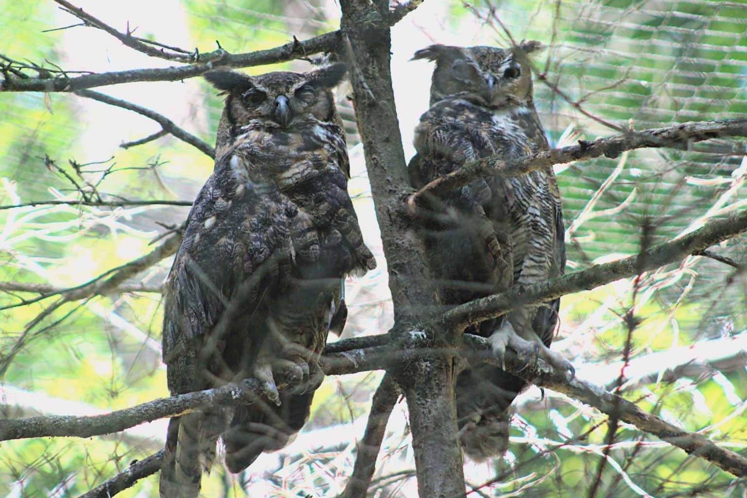 October Creature Feature: Learn about three types of owls that hoot and ...