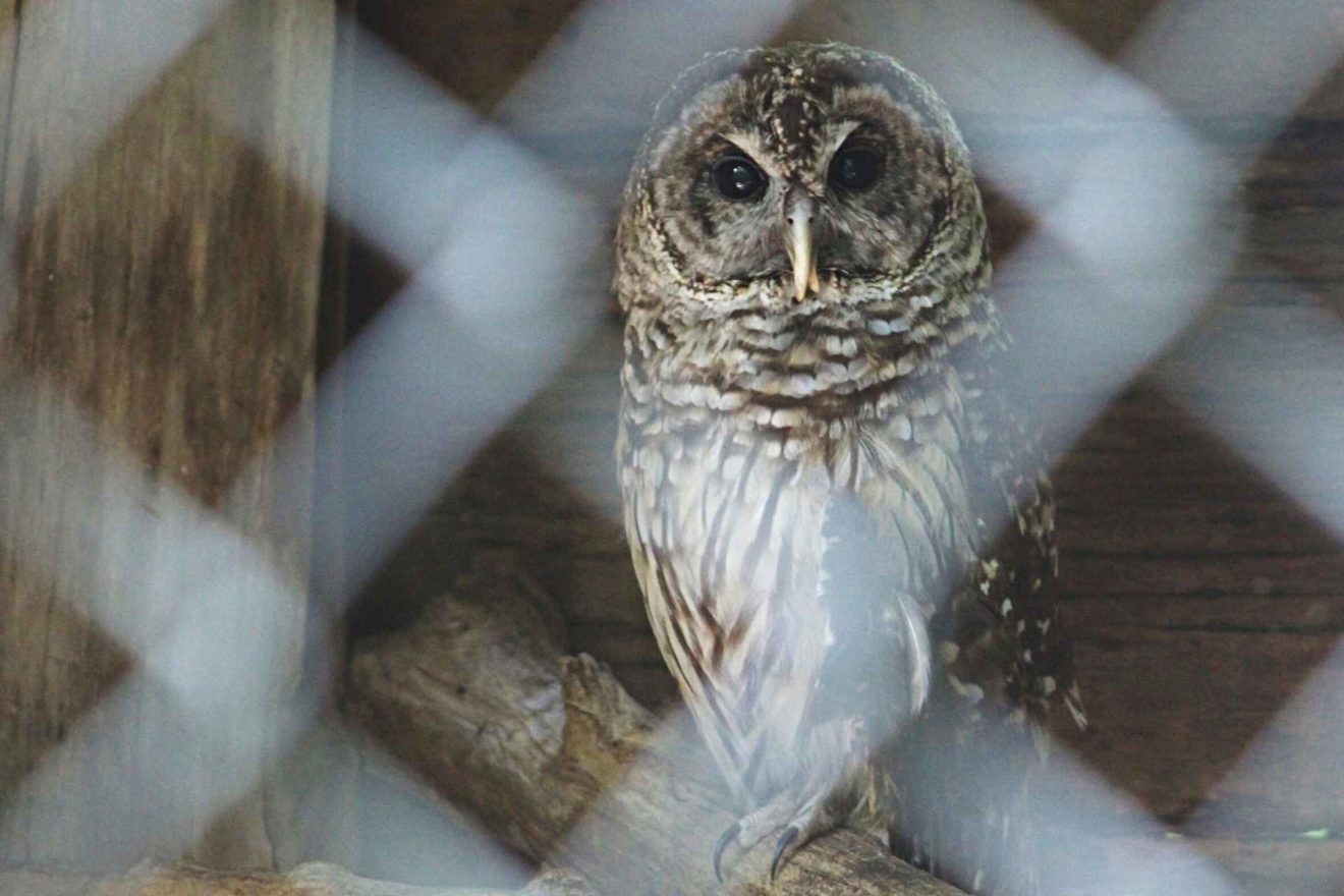 October Creature Feature: Learn about three types of owls that hoot and ...