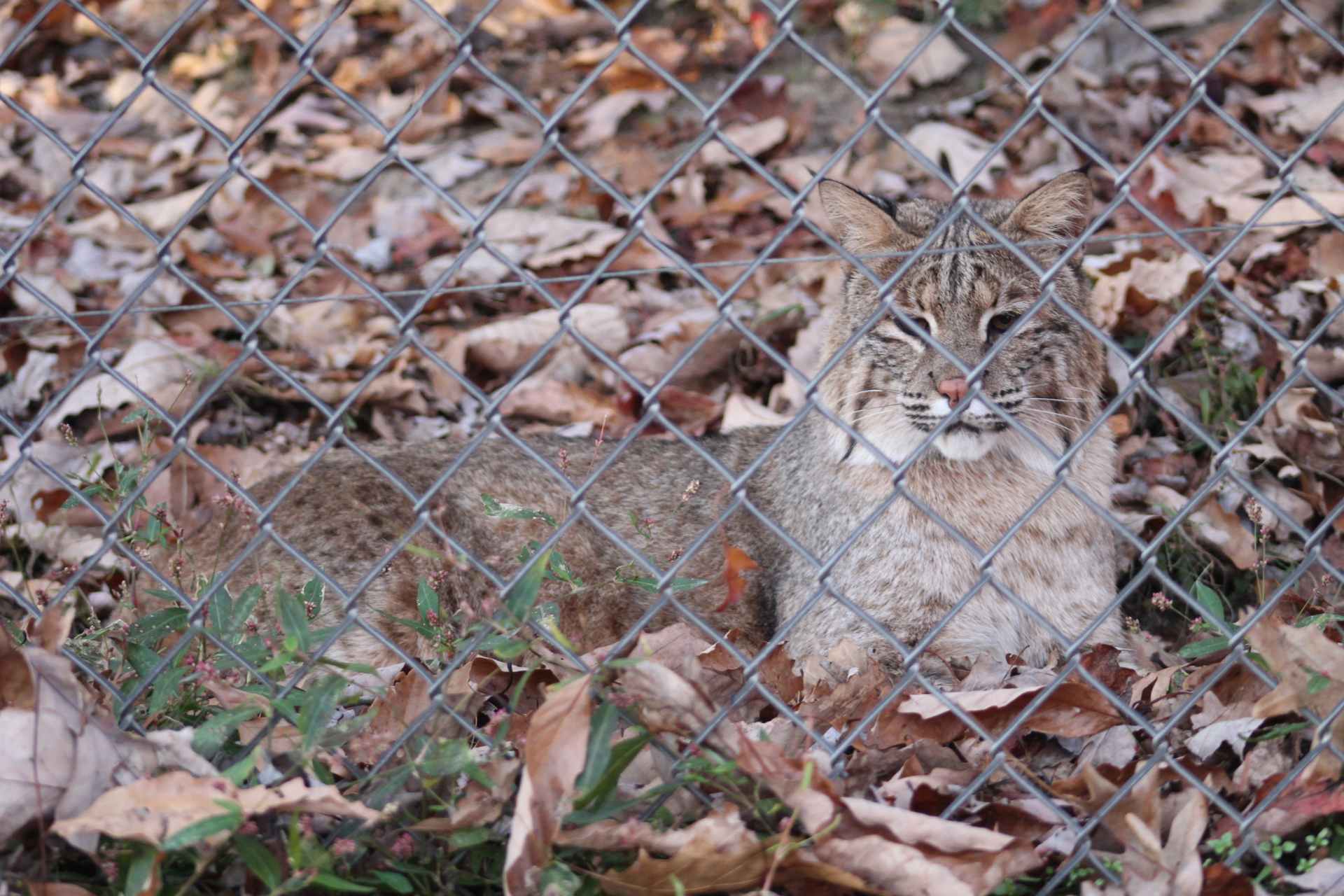 December Creature Feature: Stealth bobcats may be watching you from ...
