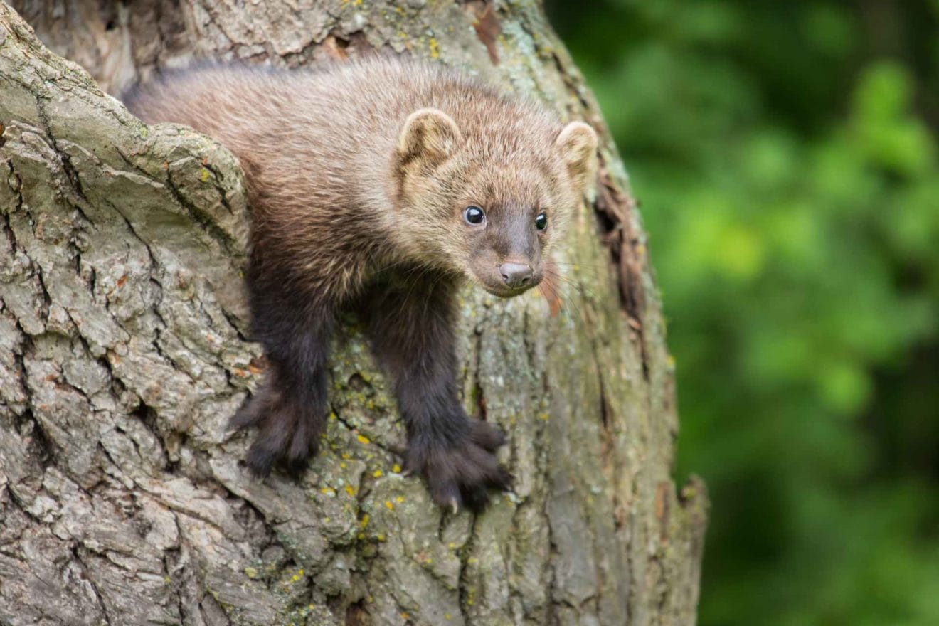 January Creature Feature: Elusive fishers more likely to be spotted in ...