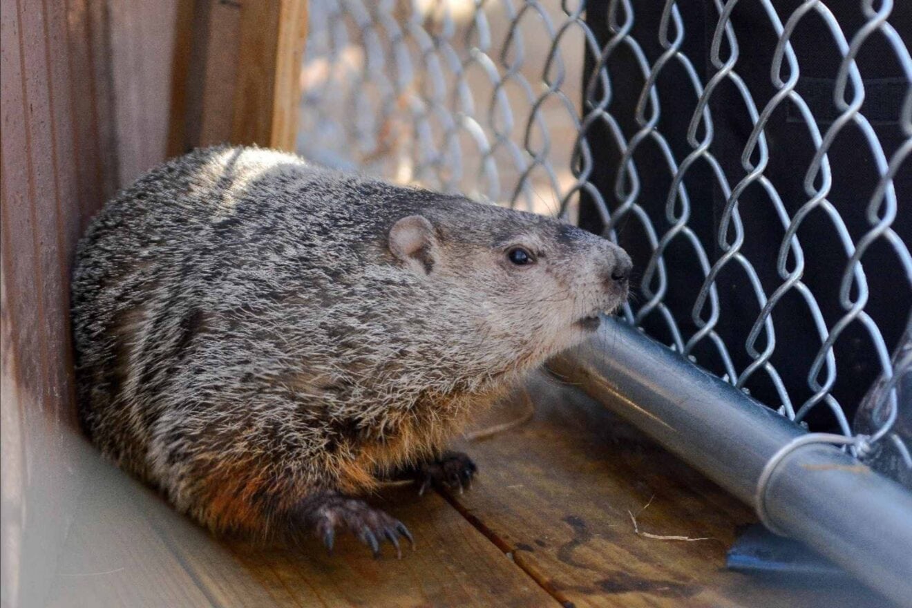 W.Va. Wildlife Center announces Groundhog Day activity schedule