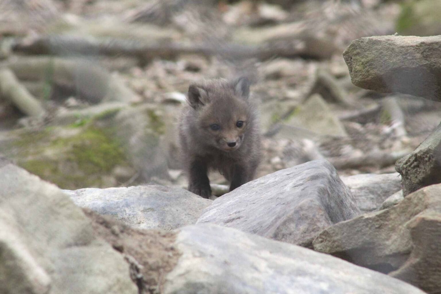 February Creature Feature: Foxes are surprisingly adept at adapting to ...