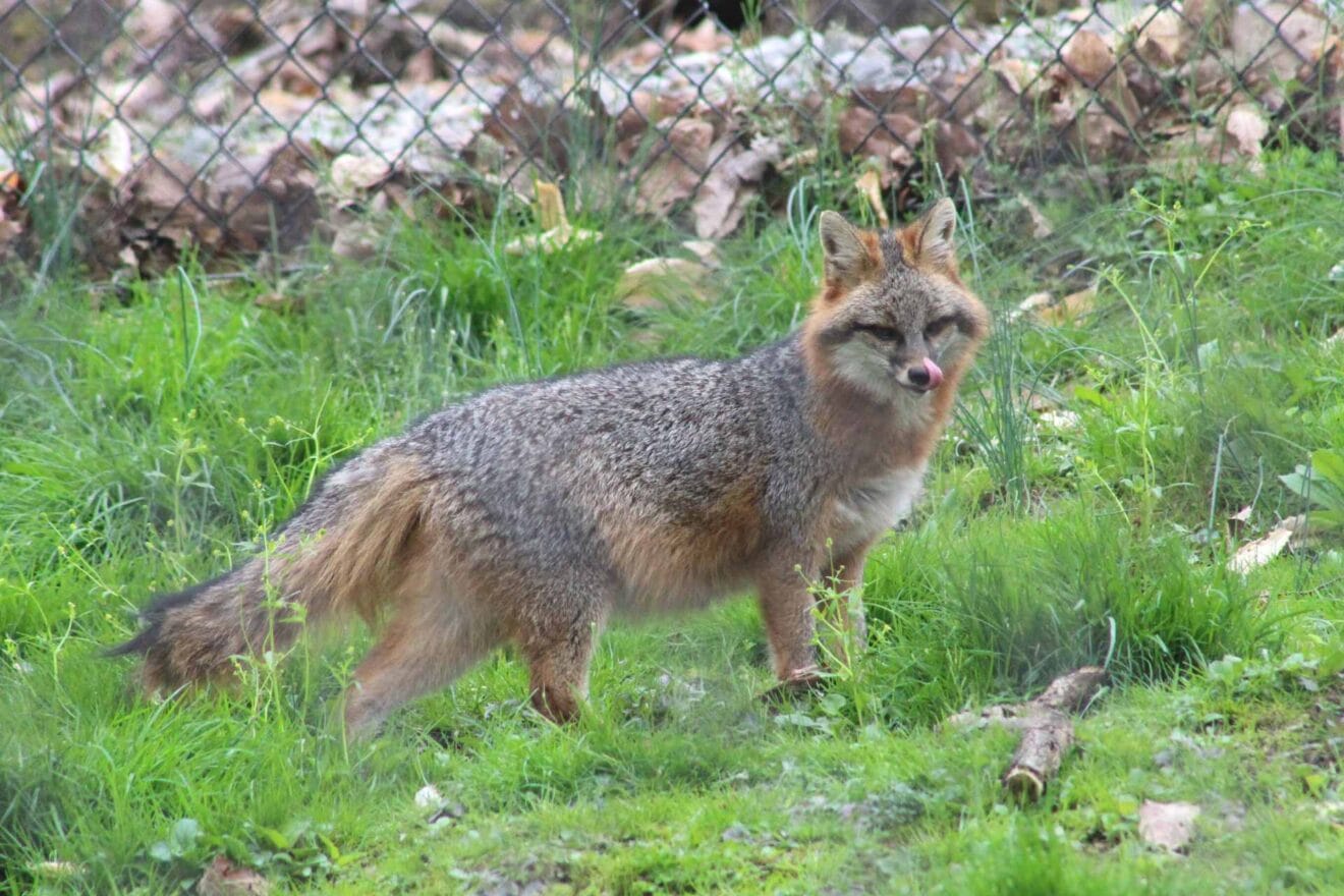February Creature Feature: Foxes are surprisingly adept at adapting to ...
