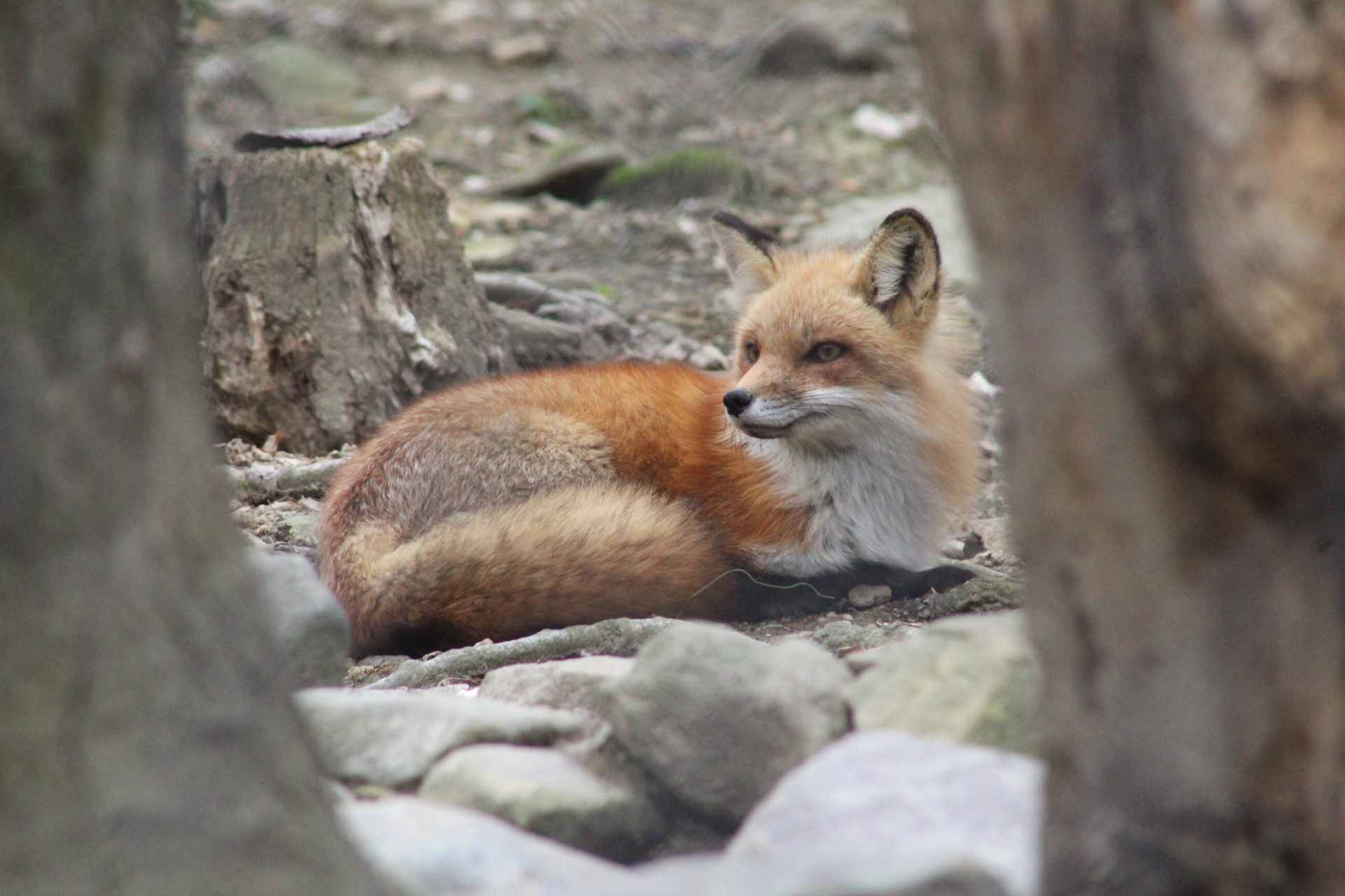 February Creature Feature: Foxes are surprisingly adept at adapting to ...