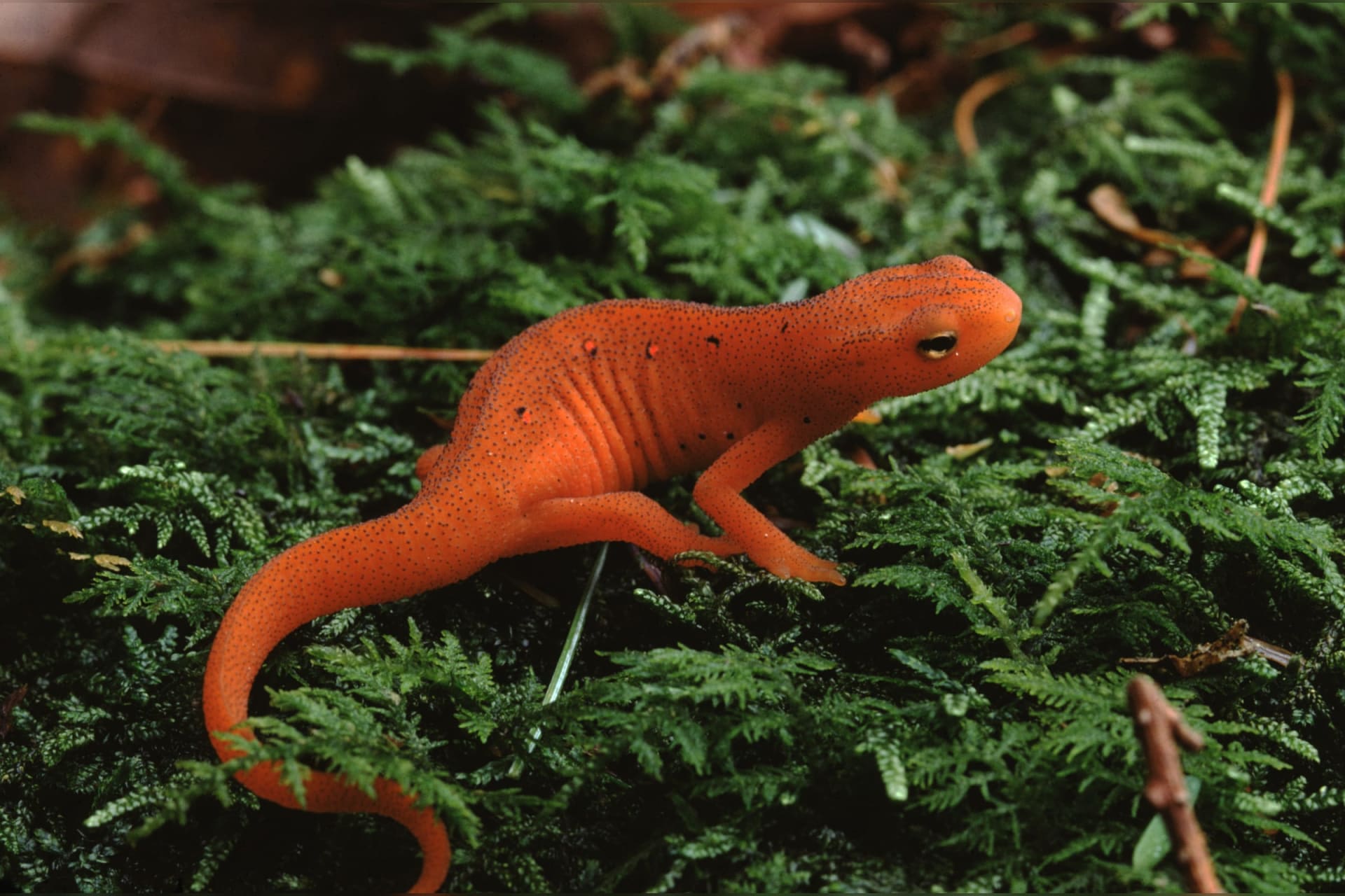 WVDNR launches eastern newt citizen science survey
